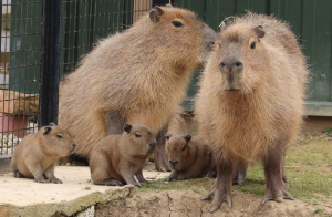 Capybara: Facts, Pictures, Habitats & Behavior - AMERICAN GARDENER