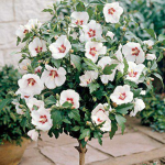 Rose of Sharon (Hibiscus syriacus): Facts And How To Grow - AMERICAN ...