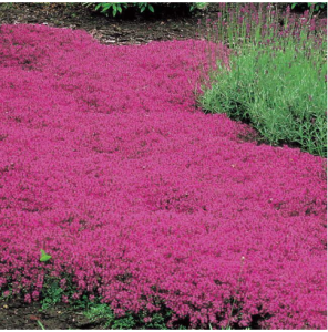 12 Types of Creeping Thyme (With Pictures) – Identification Guide ...