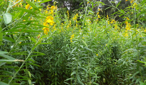 10 Plants That Look Like Marijuana - AMERICAN GARDENER