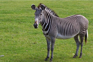 3 Major Species of Zebras (And Its 11 Subspecies) - AMERICAN GARDENER