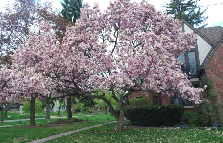 Saucer Magnolia: History, Lifespan, Growth Rate, Cultivars & More ...