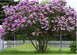 Lilac Tree: Facts, Varieties & How To Grow - AMERICAN GARDENER