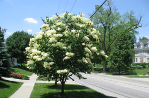 Lilac Tree: Facts, Varieties & How To Grow - AMERICAN GARDENER