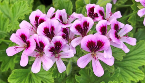 Scented Geraniums: How To Grow And Care - AMERICAN GARDENER