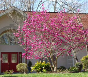 Jane magnolia Tree: History, Growth Rate, Appearance & More - AMERICAN ...