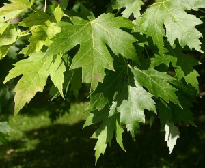 Silver Maple (Acer saccharinum): History, Cultivars, Lifespan & Other ...