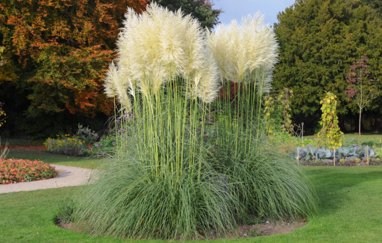 Pampas Grass: History, Characteristics, Lifespan & How To Grow ...