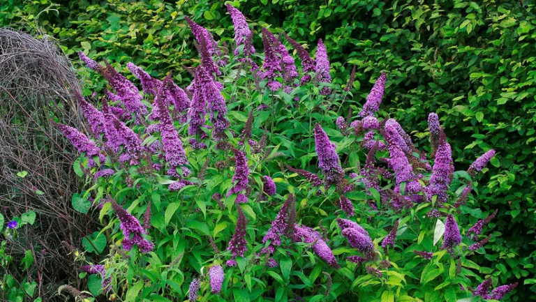 Butterfly Bush (Buddleja davidii): History, Characteristics, Cultivars ...
