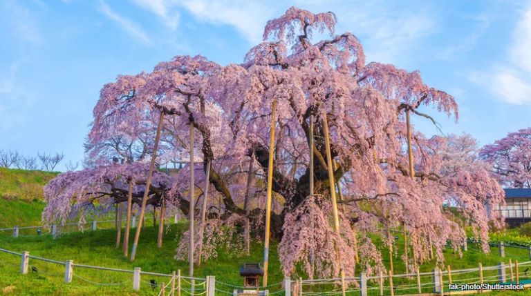 Weeping Cherry Tree: History, Lifespan, Growth Rate, Problems & Care ...