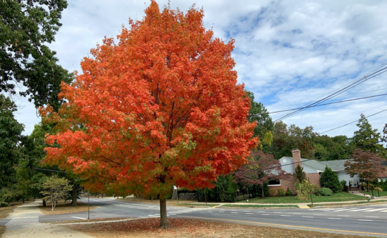 Sugar Maple (Acer saccharum): History, Cultivars, Growth Rate, Lifespan ...