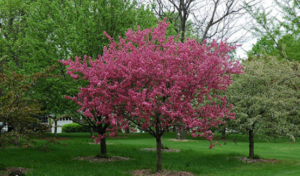 Adams Crabapple Trees: Origin, Lifespan, Growth Rate And Other ...
