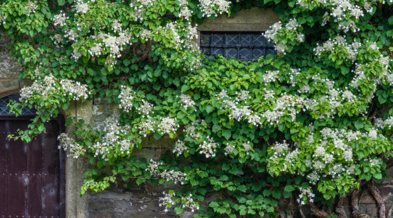 Climbing Hydrangea: Characteristics, Cultivars And More - AMERICAN GARDENER