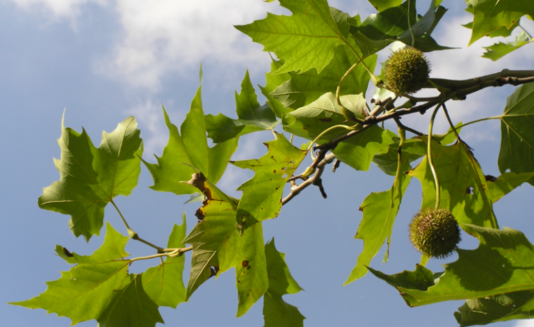 London planetree: Bark, Leaves, Root System, Growth Rate Cultivars ...