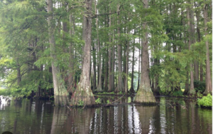 Pond Cypress (Taxodium ascendens): Origin, Lifespan, Growth Rate And ...