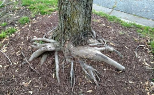 Sugar Maple (Acer saccharum): History, Cultivars, Growth Rate, Lifespan ...