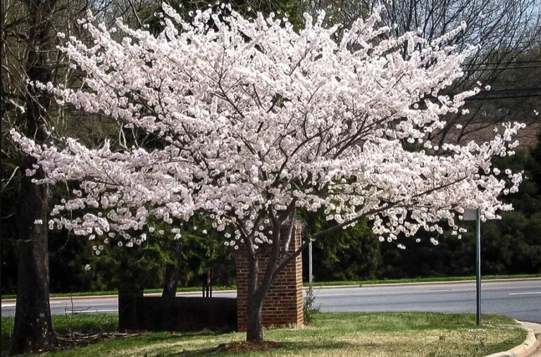 Yoshino Cherry Tree: History, Lifespan, Growth Rate, Problems & Care ...