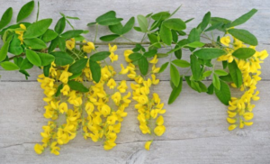 Golden Chain Tree: History, Lifespan, Growth Rate, Seeds, Problems ...