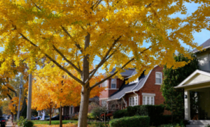 Norway Maple: History, Bark, leaves, Size, Lifespan – Identification ...