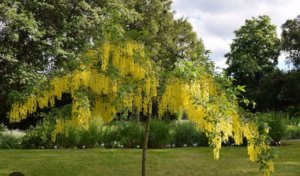 Golden Chain Tree: History, Lifespan, Growth Rate, Seeds, Problems ...