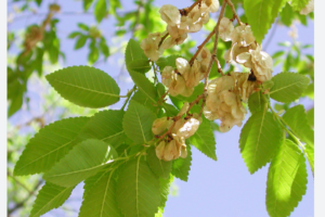 Siberian Elm (Ulmus pumila): History, Bark, leaves, Size, Lifespan ...