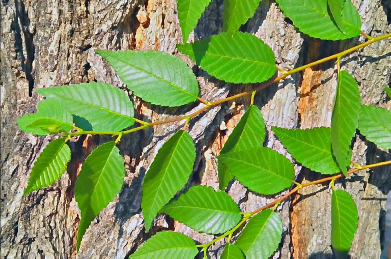 Siberian Elm (Ulmus pumila): History, Bark, leaves, Size, Lifespan ...