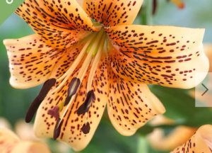 Tiger Lily: Cultivation, Lifespan, Cultivars & Problems - AMERICAN GARDENER