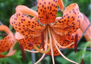 Tiger Lily (Lilium lancifolium) - AMERICAN GARDENER