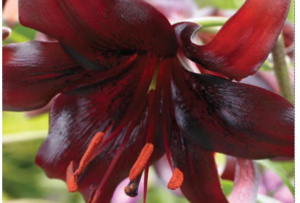 Tiger Lily: Cultivation, Lifespan, Cultivars & Problems - AMERICAN GARDENER