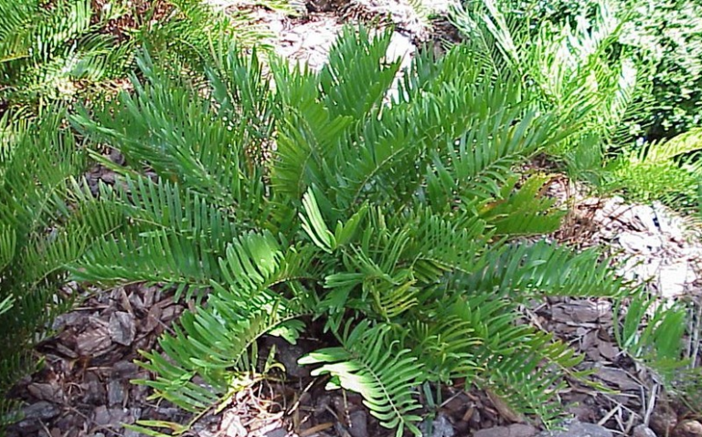 Coontie Palm (Zamia integrifolia): History, Lifespan, Cultivation ...