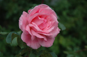 Queen Elizabeth Rose: History, Characteristics & Cultivation - AMERICAN ...