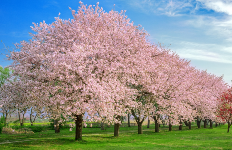Cherry Blossom Tree (Sakura Tree): History, Varieties, Flowers & Other ...