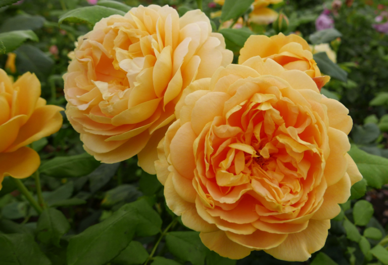 Golden Celebration Rose: History, Characteristics & Cultivation ...