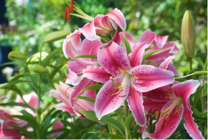 Stargazer Lily: History, Characteristics & Cultivation - AMERICAN GARDENER