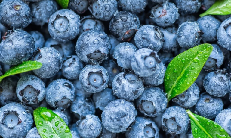 5 Major Types of Blueberry Varieties & Their Cultivars - AMERICAN GARDENER