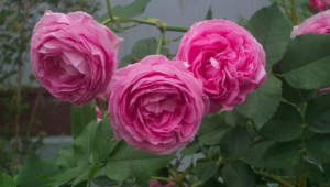 Reine Victoria Rose: History, Characteristics & Cultivation - AMERICAN ...