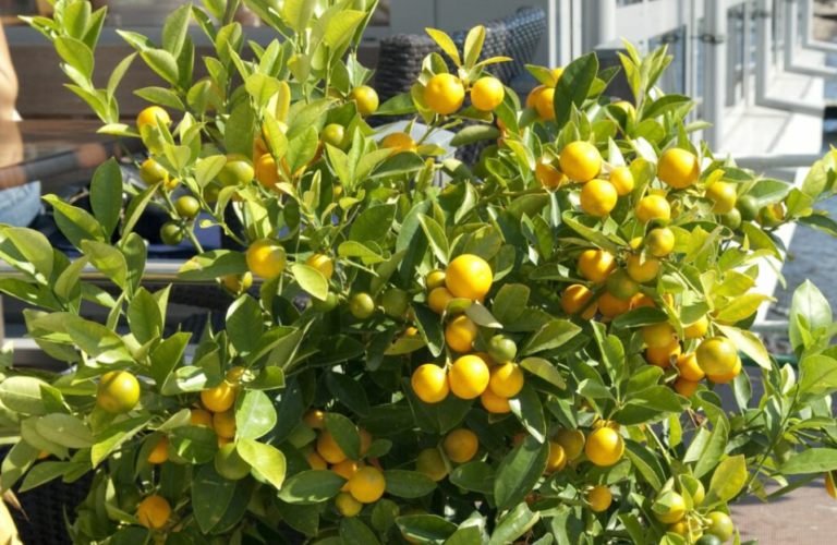 Calamondin Orange Tree: History, Cultivation, Lifespan & USDA Zones ...