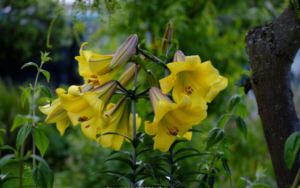 Golden Splendor Lily: History, Characteristics & Cultivation - AMERICAN ...