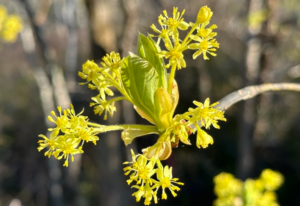 Sassafras Tree: History, Leaves, Flowers, Bark (Pictures ...