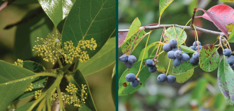 Black Tupelo Tree: History, Leaves, Flowers, Bark (Pictures ...