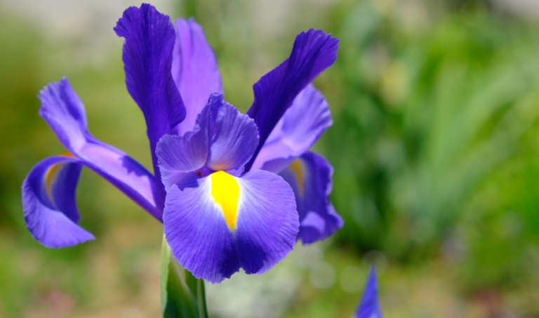15 Types of Iris Flowers With Pictures - AMERICAN GARDENER