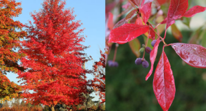 Black Tupelo Tree: History, Leaves, Flowers, Bark (Pictures ...