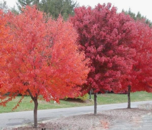 Brandywine Maple Tree: Fall Color, Growth Rate, Lifespan & Other ...