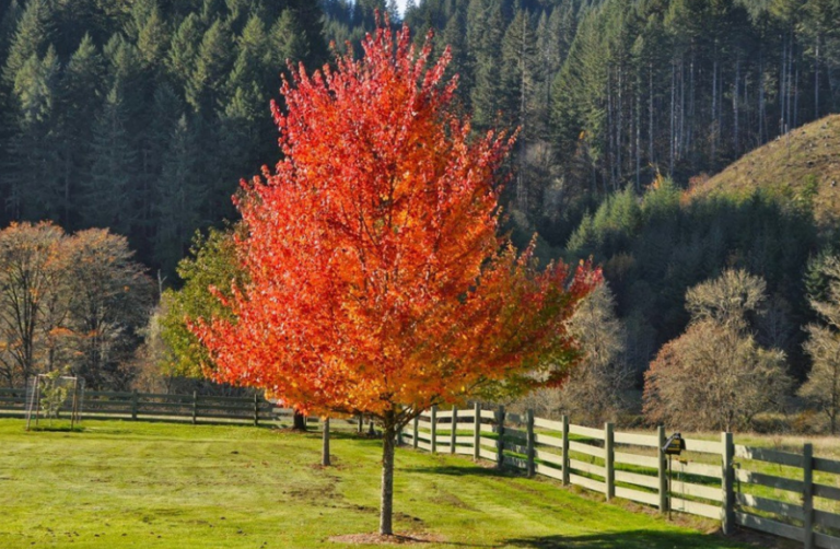 October Glory Maple Tree: Fall Color, Growth Rate, Lifespan & Other ...