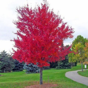Black Tupelo Tree: History, Leaves, Flowers, Bark (Pictures ...