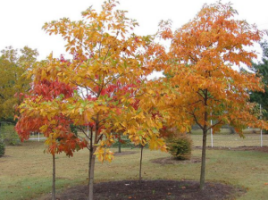 Sassafras Tree: History, Leaves, Flowers, Bark (Pictures ...