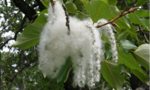 Cottonwood Tree: History, Leaves, Flowers, Bark (Pictures ...