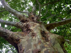 8 Major Types of Sycamore Trees (With Pictures) - AMERICAN GARDENER