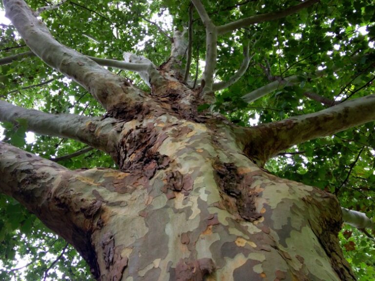8 Major Types of Sycamore Trees (With Pictures) - AMERICAN GARDENER