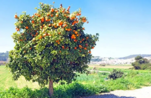 Navel Oranges: History, Leaves, Flowers, Fruits – Identification Guide ...